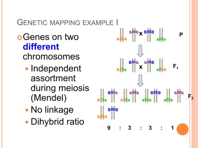 Molecular mapping | PPTX | Genetics | Science