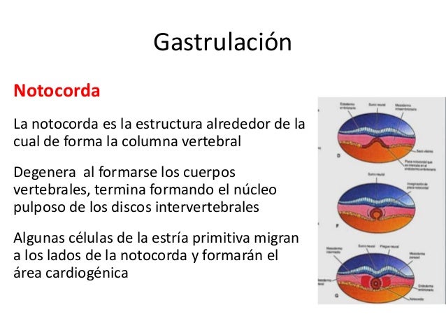 8a. segmentación...gastrula-neurula