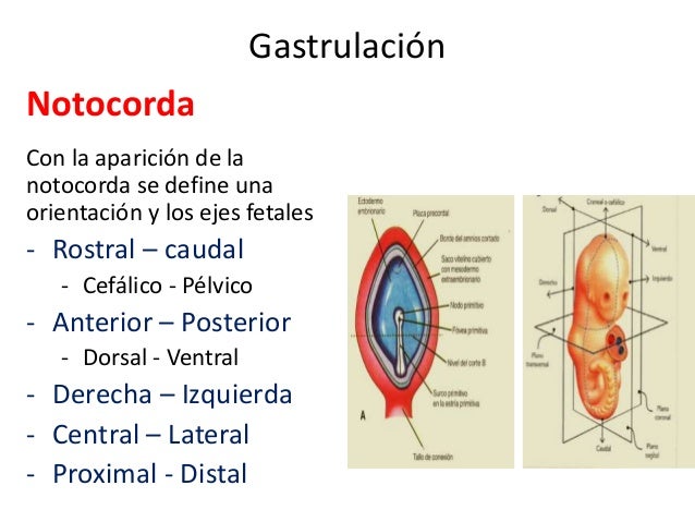 8a. segmentación...gastrula-neurula