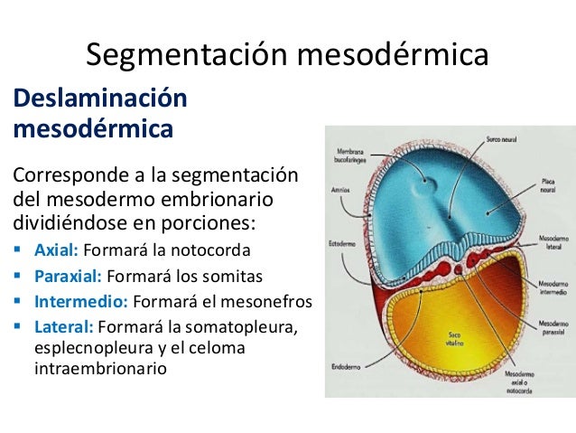 8a. segmentación...gastrula-neurula