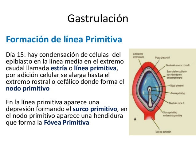 8a. segmentación...gastrula-neurula