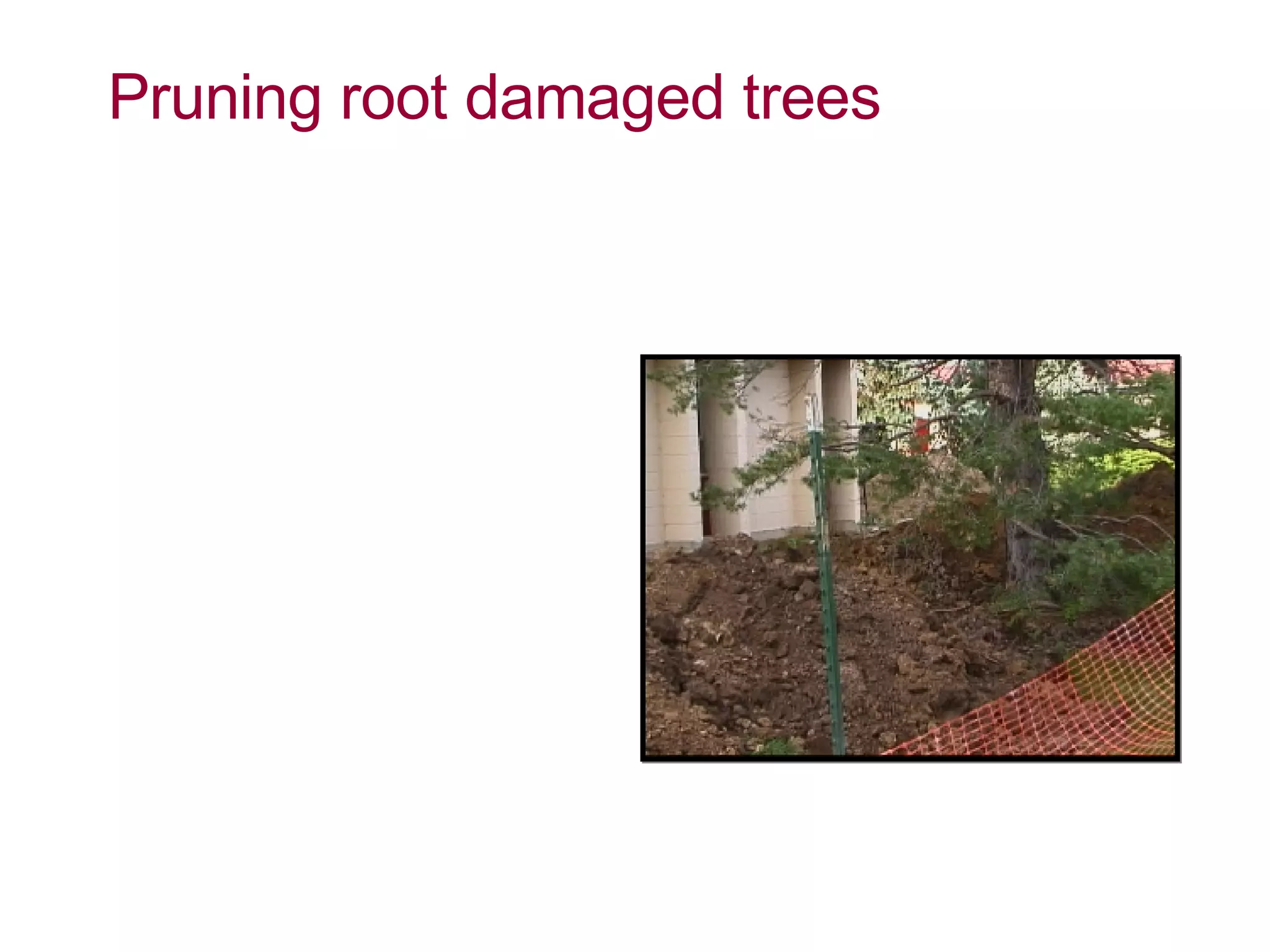 8a Pruning Mature Shade Trees | PPT