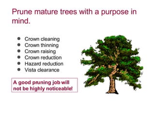 8a Pruning Mature Shade Trees | PPT