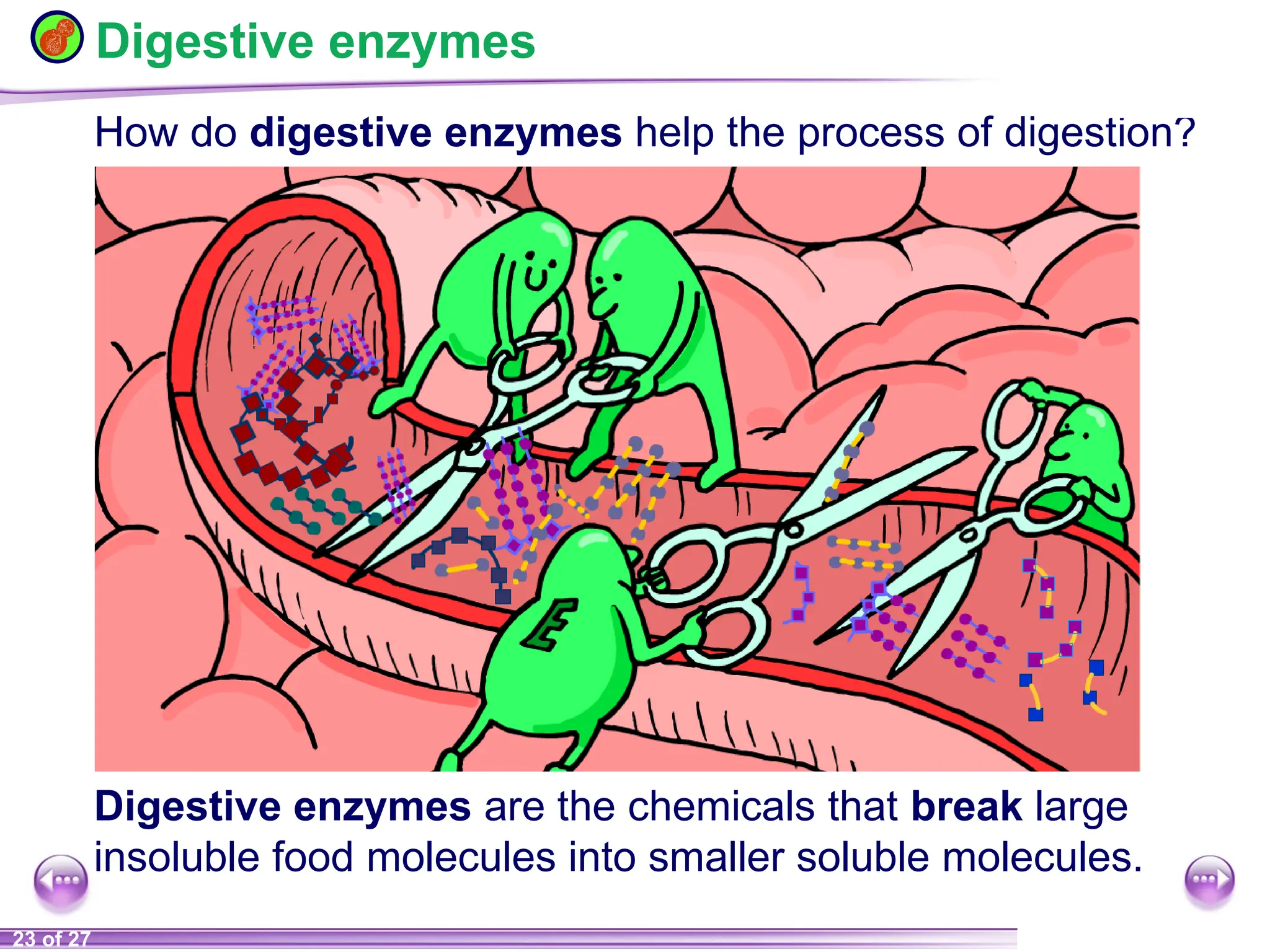 8A Food and Digestion - Digestive system - Grade 8 | PPTX