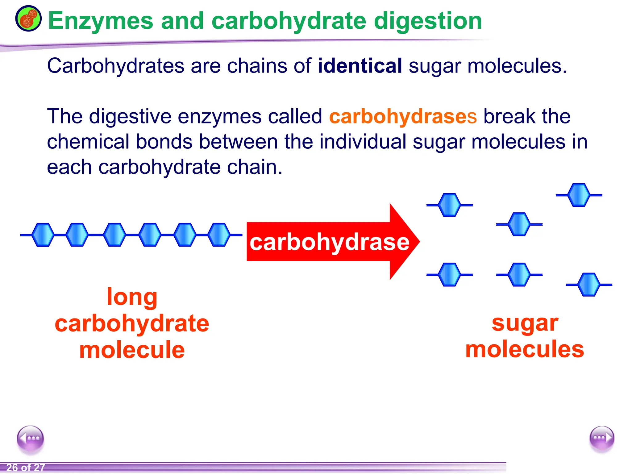 8A Food and Digestion - Digestive system - Grade 8 | PPTX