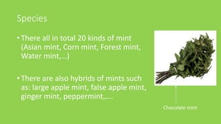 Mint by 8a | PPT