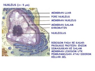 8_Anatomi.ppt materi botani anatomi yang | PPT