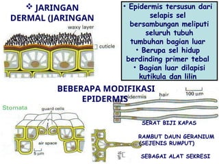 8_Anatomi.ppt materi botani anatomi yang | PPT