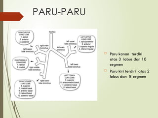 8_ANATOMI FISIOLOGI RESPIRASI PADA MANUSIA.pptx