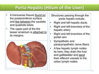 8) Anatomy of Liver&spleen (1).pdf BAMS Student | PDF