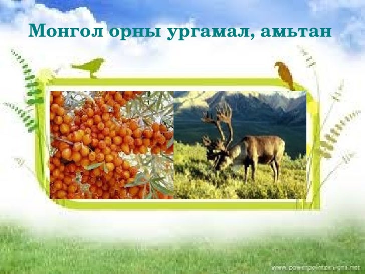 8 angi mo urgamal amitan davaakhuu 04.26