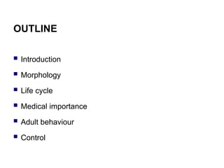 Comprehensive Overview of Anoplura (Lice): Morphology, Life Cycle, and ...