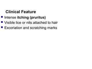 Comprehensive Overview of Anoplura (Lice): Morphology, Life Cycle, and ...