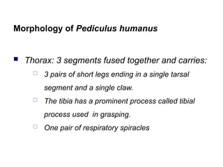 Comprehensive Overview of Anoplura (Lice): Morphology, Life Cycle, and ...