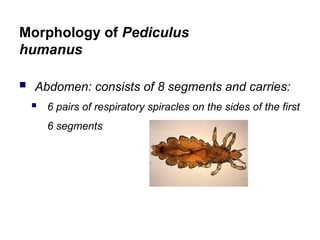 Comprehensive Overview of Anoplura (Lice): Morphology, Life Cycle, and ...