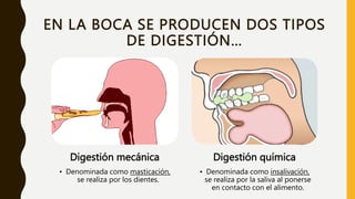 Aparato digestivo.pptx