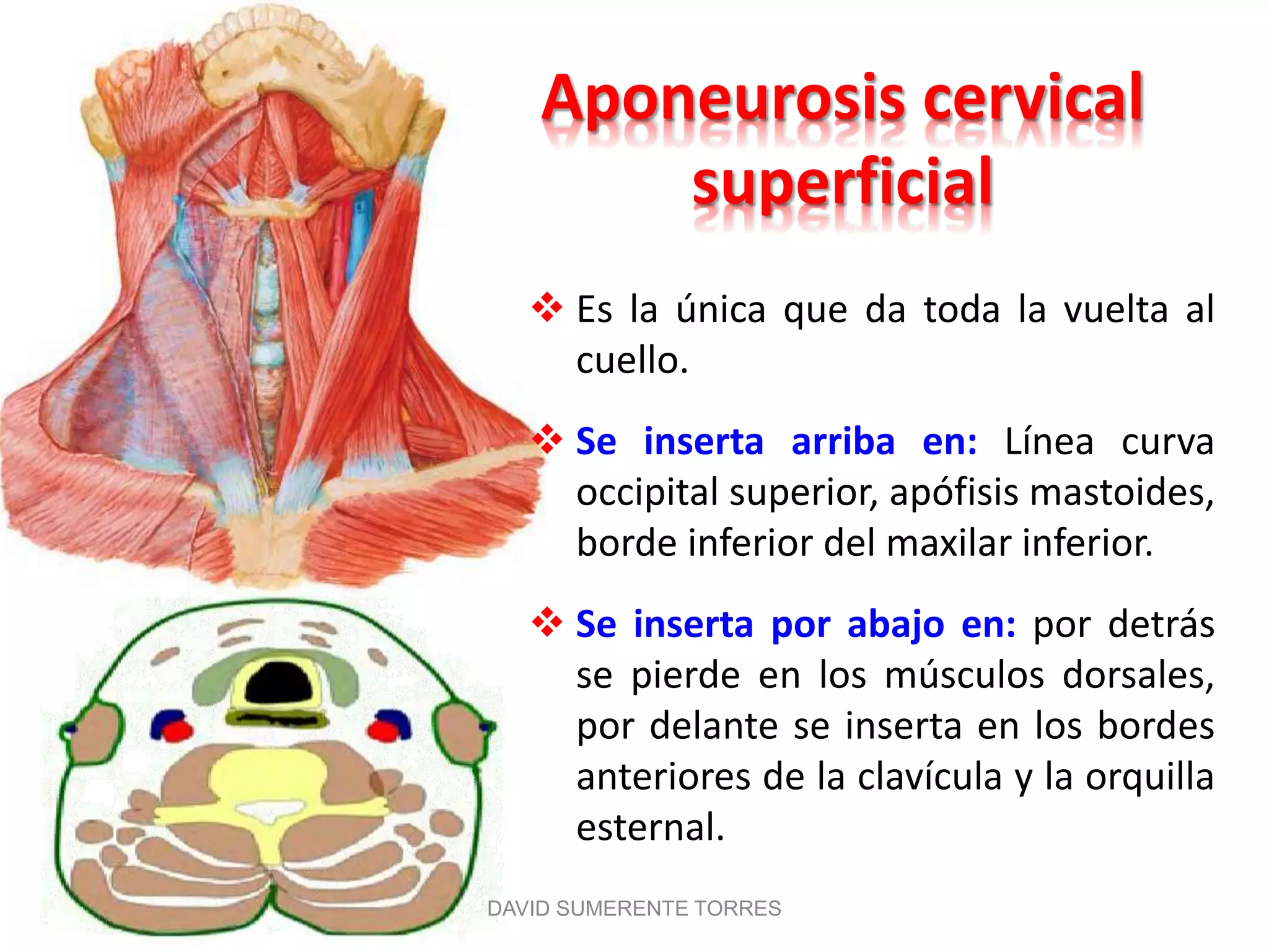Aponeurosis y Triángulos del Cuello | PPTX