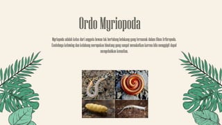 Filum arthropoda ciri klasifikasi dan peranannya dalam | PPTX