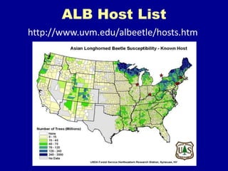 Asian Longhorned Beetle Map