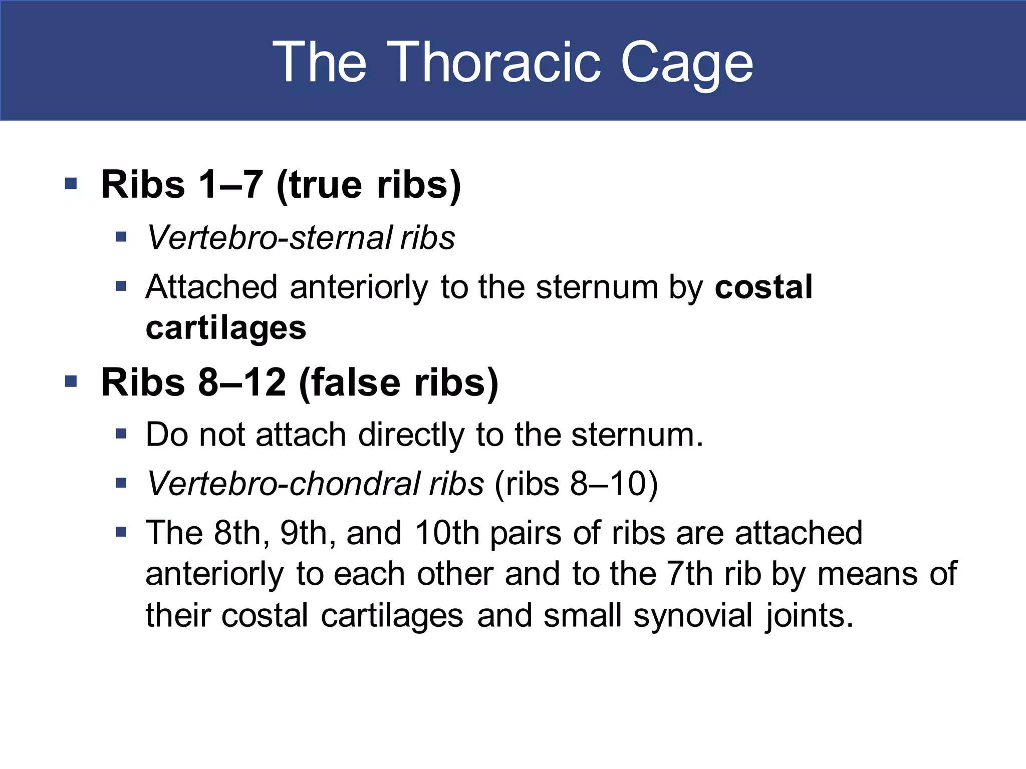 thoracic cage, rib cage, thoracic cavity by dr shahid alam | PDF