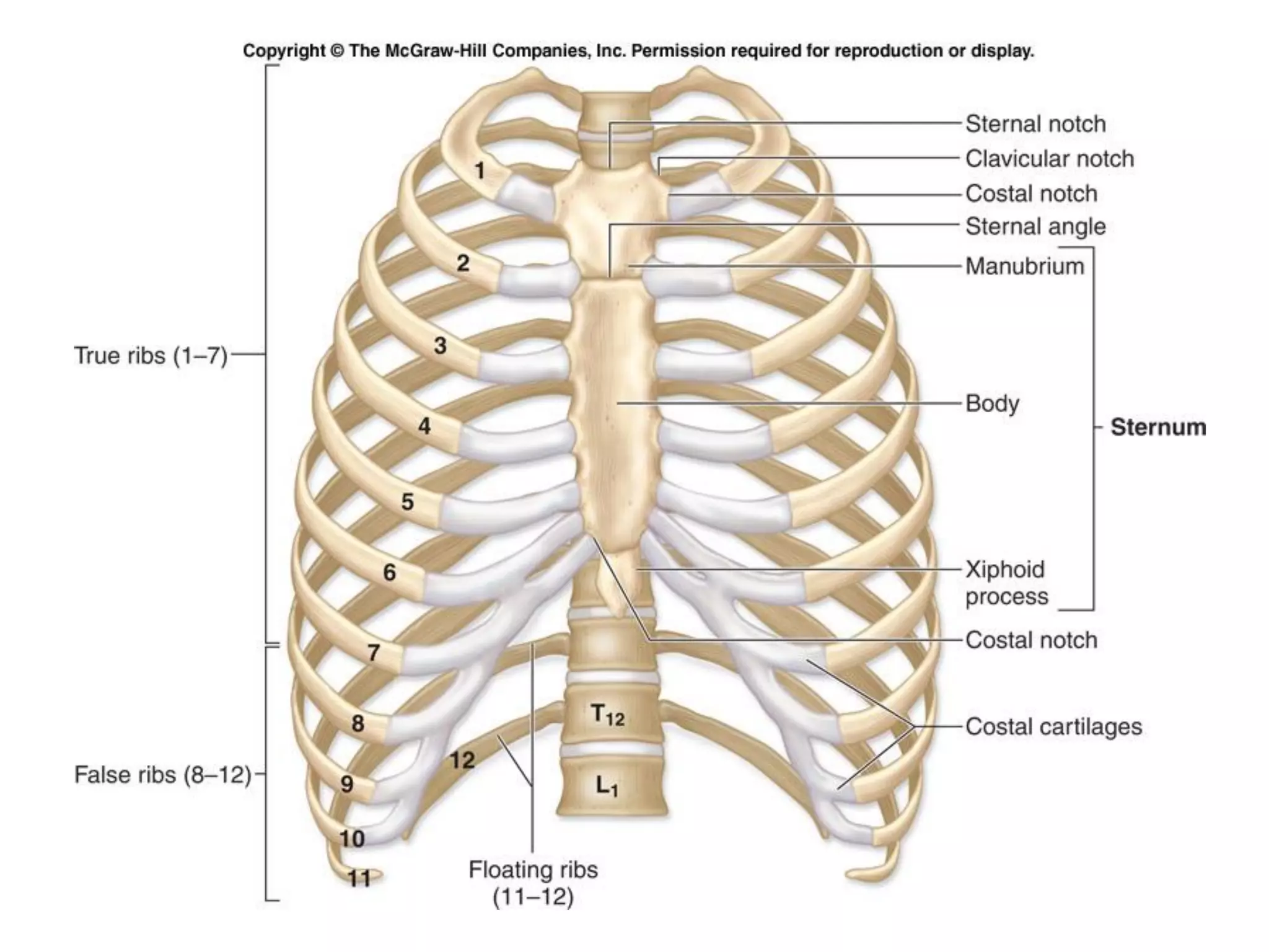 thoracic cage, rib cage, thoracic cavity by dr shahid alam | PDF