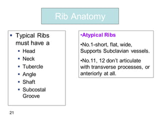 thoracic cage, rib cage, thoracic cavity by dr shahid alam | PPT