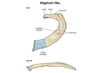 thoracic cage, rib cage, thoracic cavity by dr shahid alam | PPT