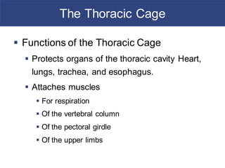 thoracic cage, rib cage, thoracic cavity by dr shahid alam | PPT