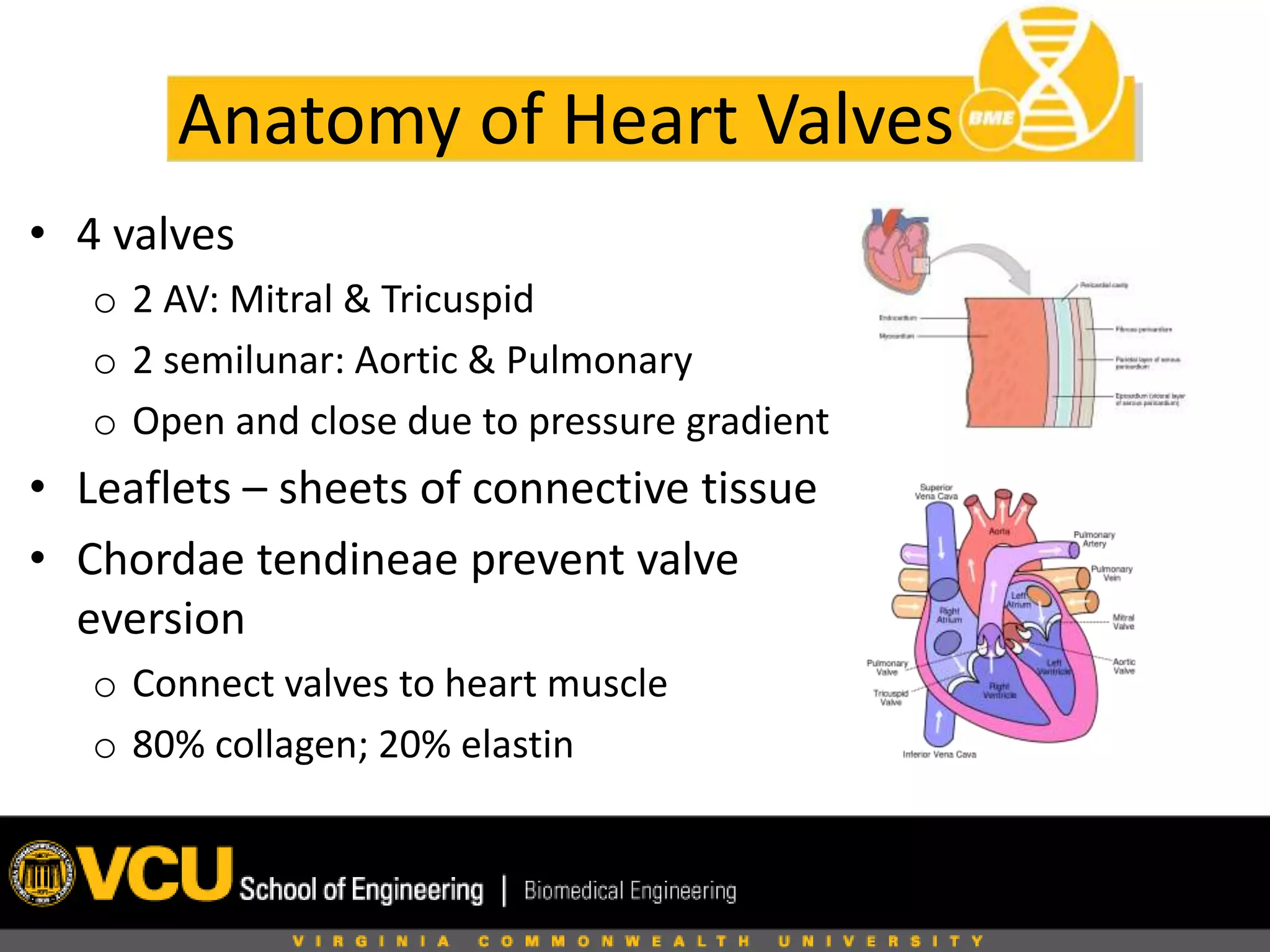 Artificial Heart Valves presentation | PPTX