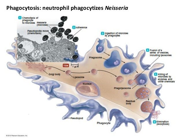 8 bio265 microbiology and immunology 1 instructor dr di bonaventura