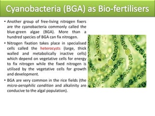 8 Biofertilizer.pptx
