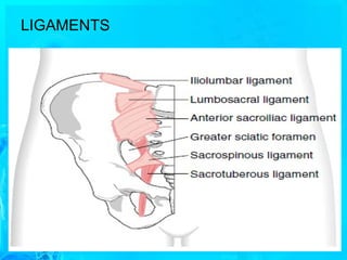 BIOMECHANICS OF SACRAL SPINE in Humans .ppt