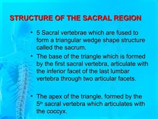 BIOMECHANICS OF SACRAL SPINE in Humans .ppt