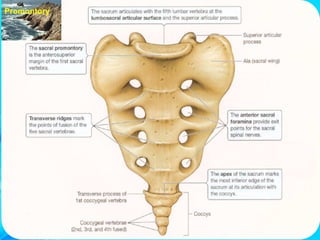 BIOMECHANICS OF SACRAL SPINE in Humans .ppt