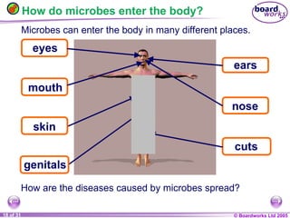 Microbes-and-Disease.ppt Diseases which can spread | PPT