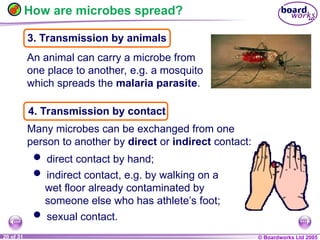 Microbes-and-Disease.ppt Diseases which can spread | PPT