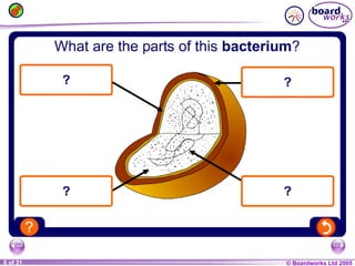 Microbes-and-Disease.ppt Diseases which can spread | PPT