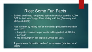 Rice_global_perspective | PPT