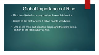 Rice_global_perspective | PPT