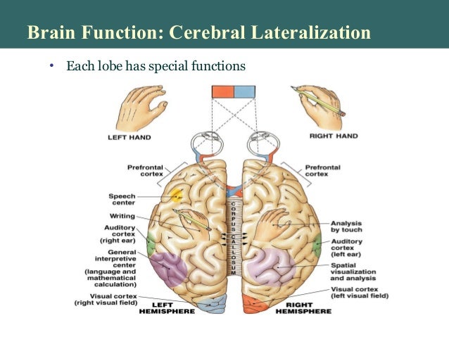 higher brain functions., (physiology)