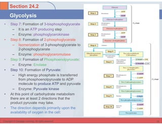 8 Carbo-Metabolism, General, Organic and Biological.pdf