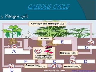 bio geochemical cycles ..environmental studies | PPTX