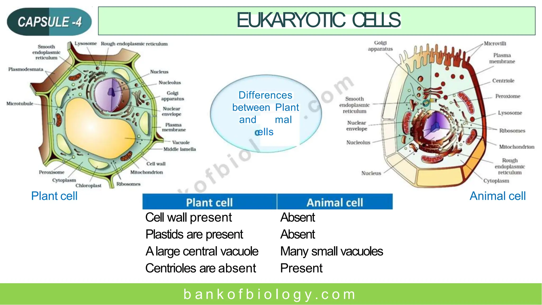 8 Cell the unit of life - EXAM CAPSULE PDF slides.pptx