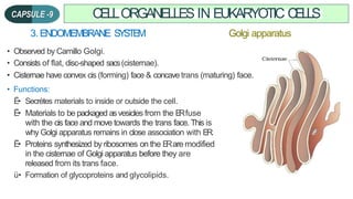 8 Cell the unit of life - EXAM CAPSULE PDF slides.pptx