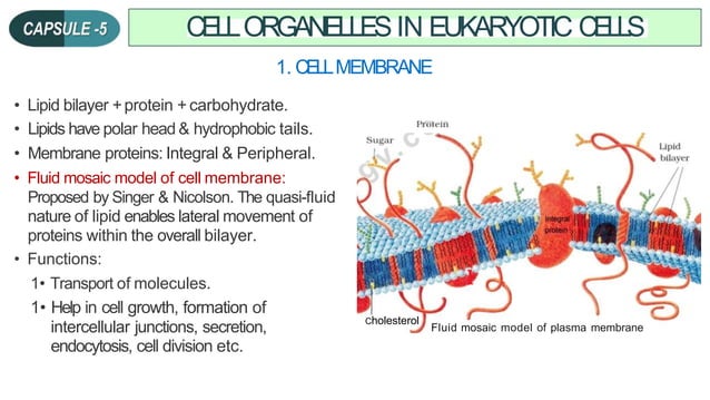 8 Cell the unit of life - EXAM CAPSULE PDF slides.pptx | Free Download