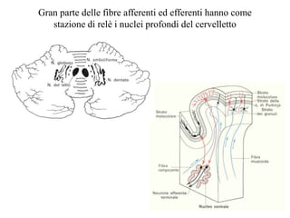cervelletto | PPT
