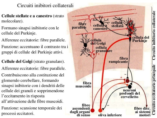 cervelletto