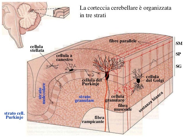 cervelletto