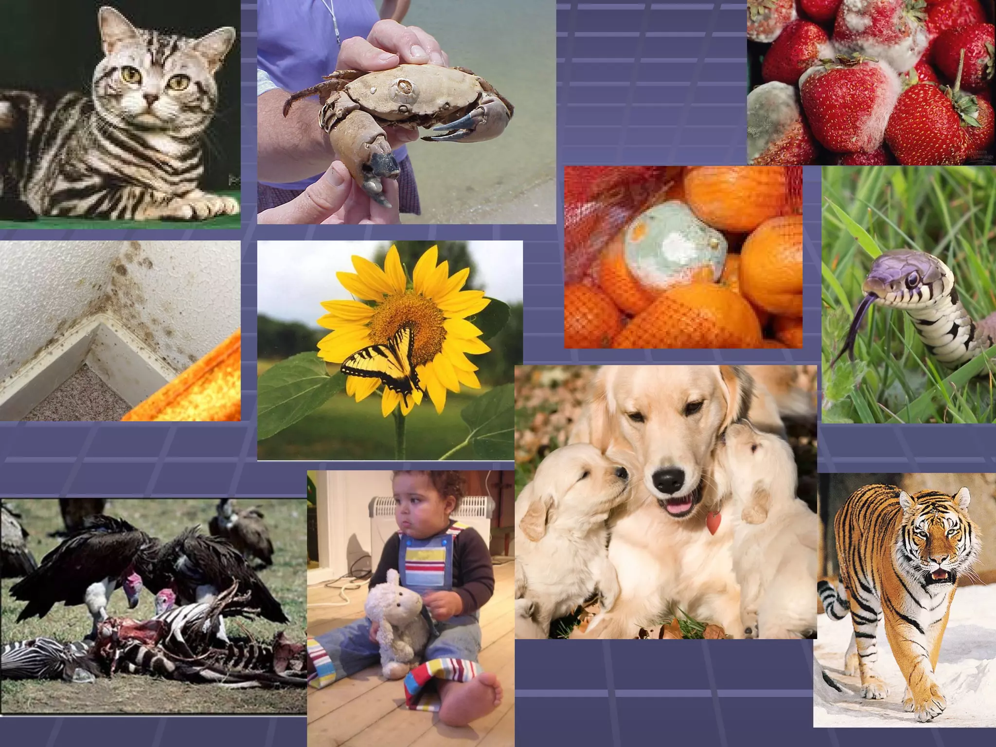 8 characteristics of living things in detail | PPT