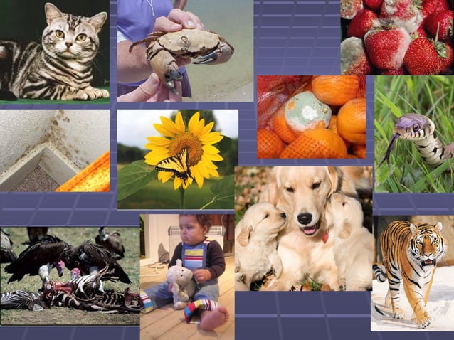 8 characteristics of living things in detail | PPT